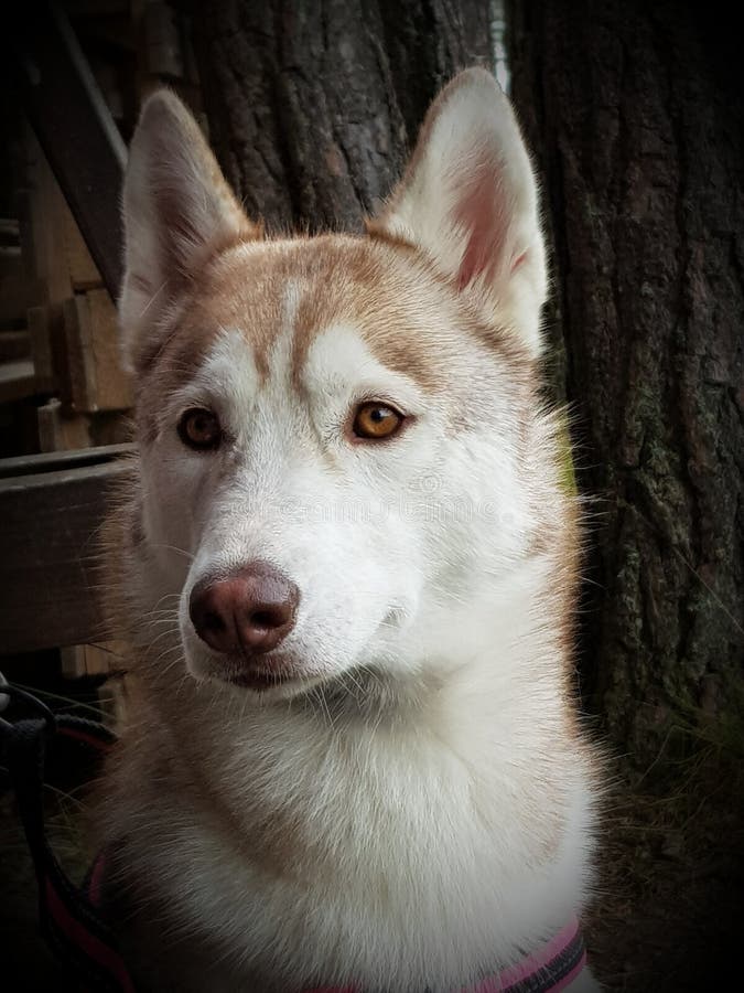 Dog stock image. Image of mammal, alaskan, nose, snout - 101385231
