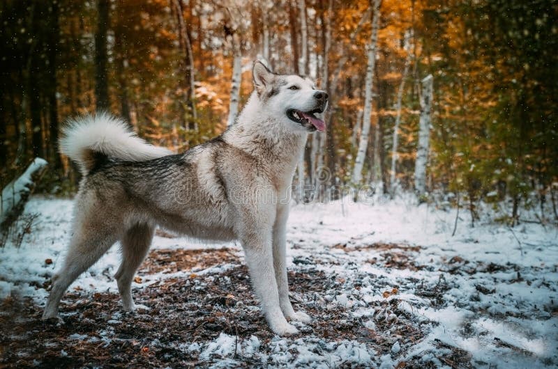 Dog is an Alaskan malamute stock photo. Image of large - 111073116