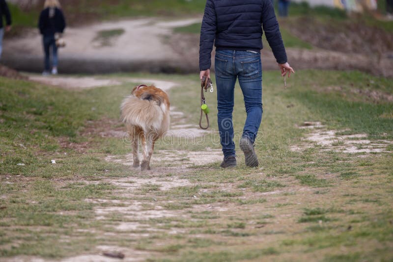 Dog Allowed To Walk on the Grass without a Leash by His Owner Stock ...
