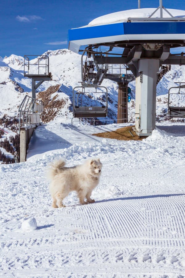 Dog in Alps stock image. Image of cableway, dolomites - 52438157