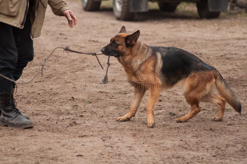 303 Dog Pulling Rope Stock Photos - Free & Royalty-Free Stock Photos ...