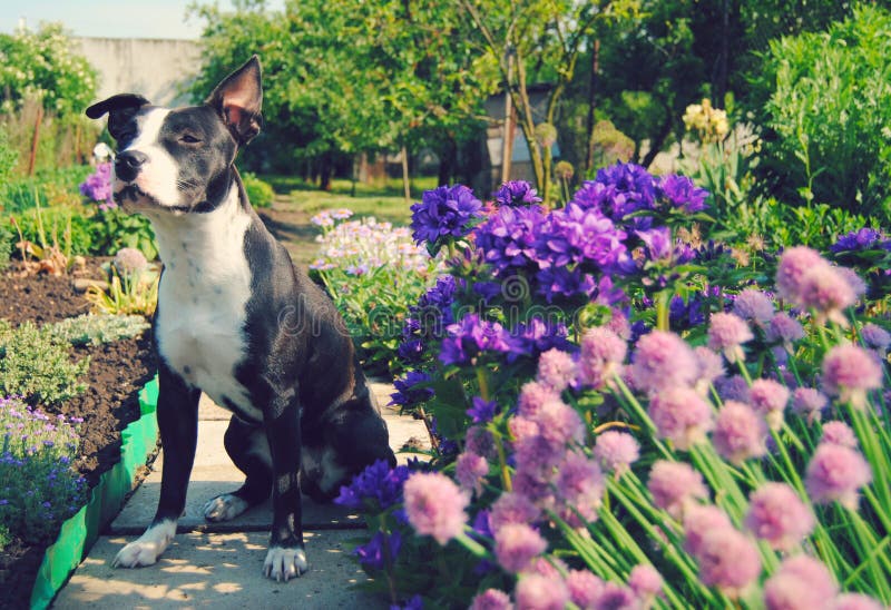 Dog stock photo. Image of beautiful, petals, pitbull - 79682788