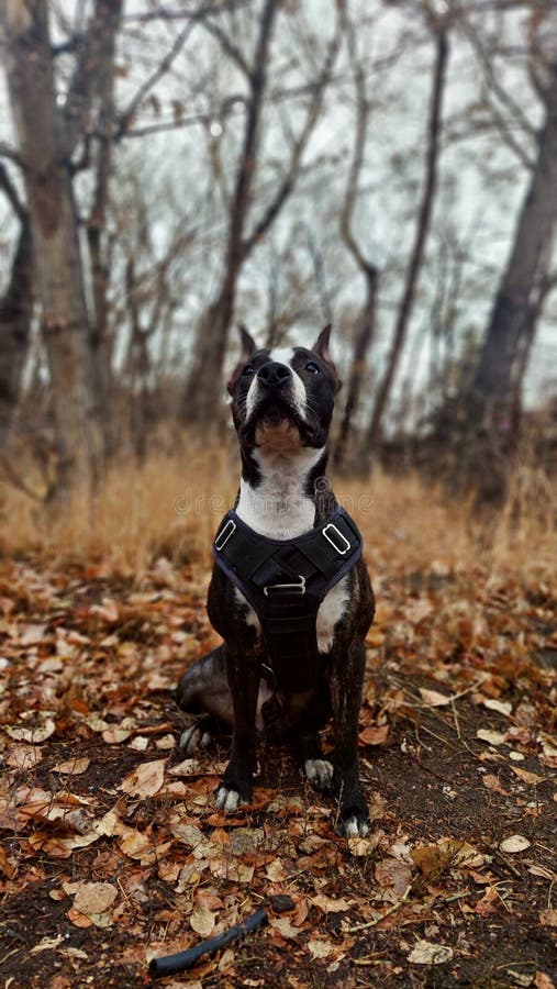 A Dog American Pitbull Terrier Axel Stock Image - Image of leaf ...