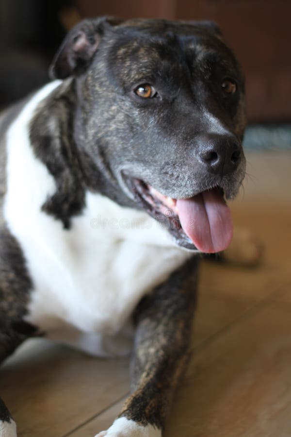 Dog amstaff mix 5919 stock image. Image of large, american - 170255441