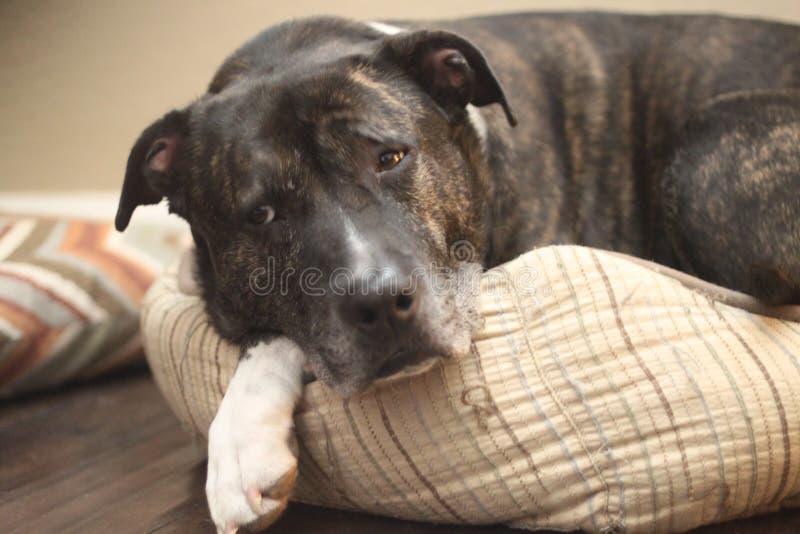 Dog amstaff mix 0640 stock photo. Image of 0640, expressive - 191728118