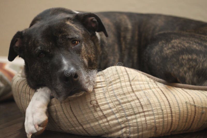 Dog amstaff mix 0642 stock photo. Image of dogs, amstaff - 191728152