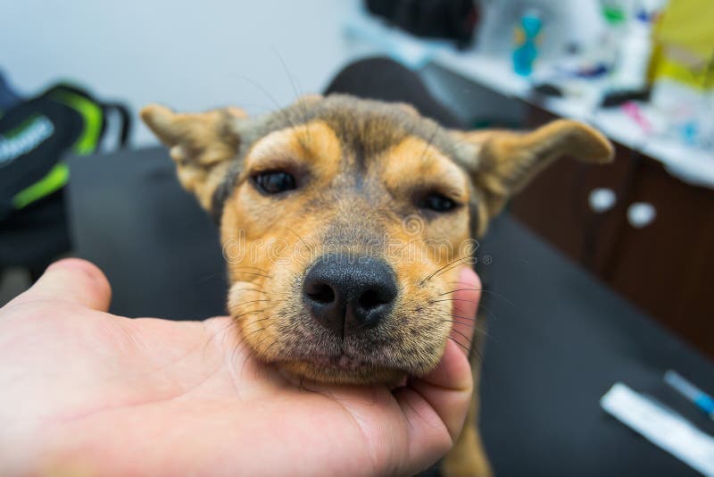 Dog with Anaphylactic Reaction after Vitamin K Injection Stock Photo ...
