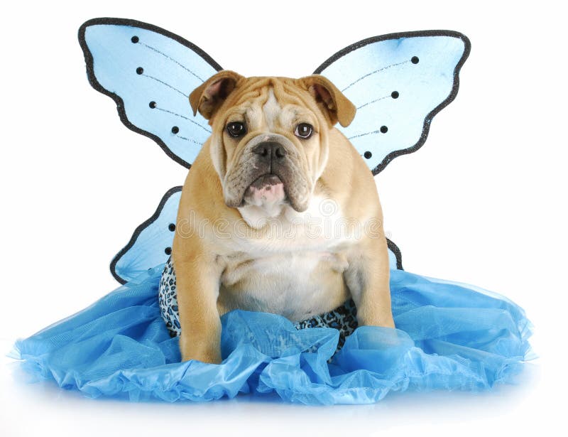 Dog angel stock image. Image of pedigree, blue, fairytale - 16540073