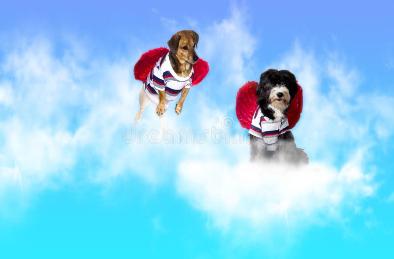 Dog angel stock image. Image of breed, blue, calendar - 27849799