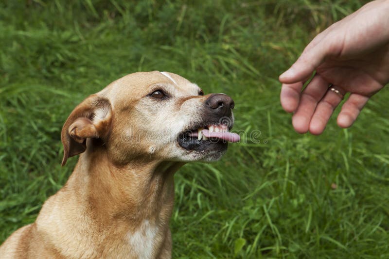 Vicious brown dog. stock photo. Image of grass, expressive - 83136580