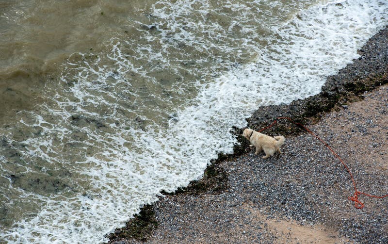 Dog Animal Play at the Edge of the Coast. Windy Waves Atlantic Ocean ...
