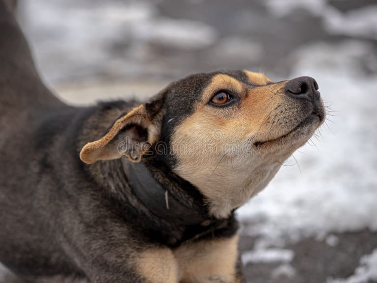 Dog Arched Back Stock Photos - Free & Royalty-Free Stock Photos from ...