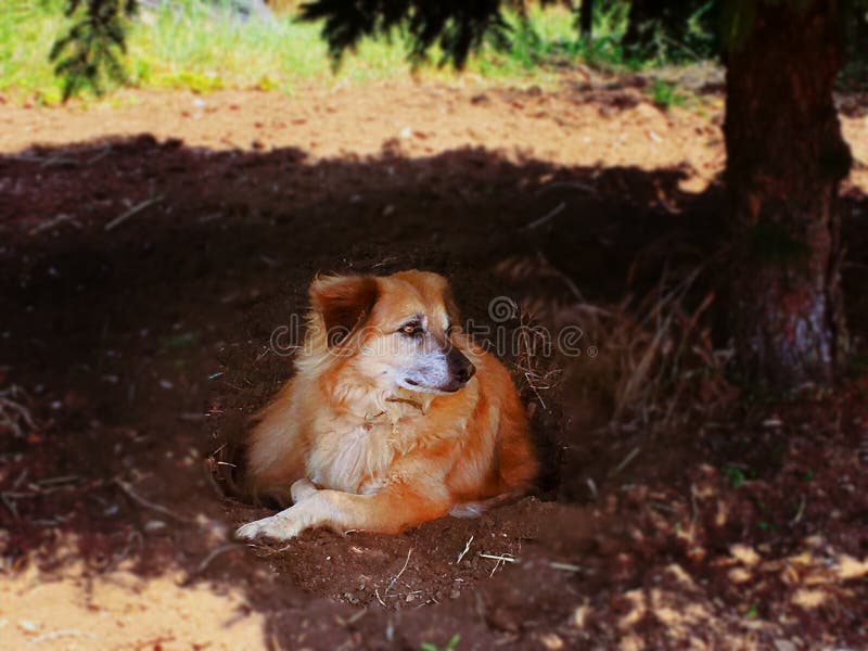 Dog Around stock image. Image of dogaround, city - 94538083