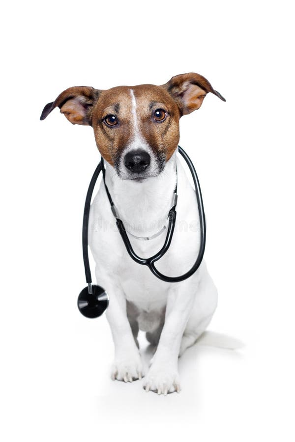 Animal Doctor Closeup with Pets Stock Photo - Image of examination ...