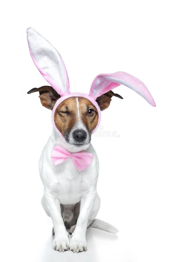 Dog as easter bunny stock image. Image of joke, nest - 23266595