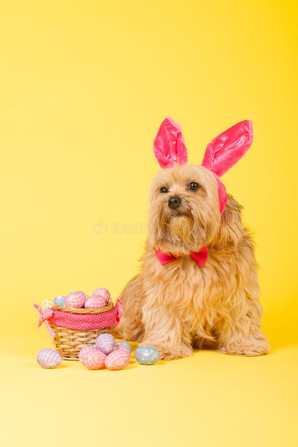 Dog as easter bunny stock image. Image of cross, animal - 65356325
