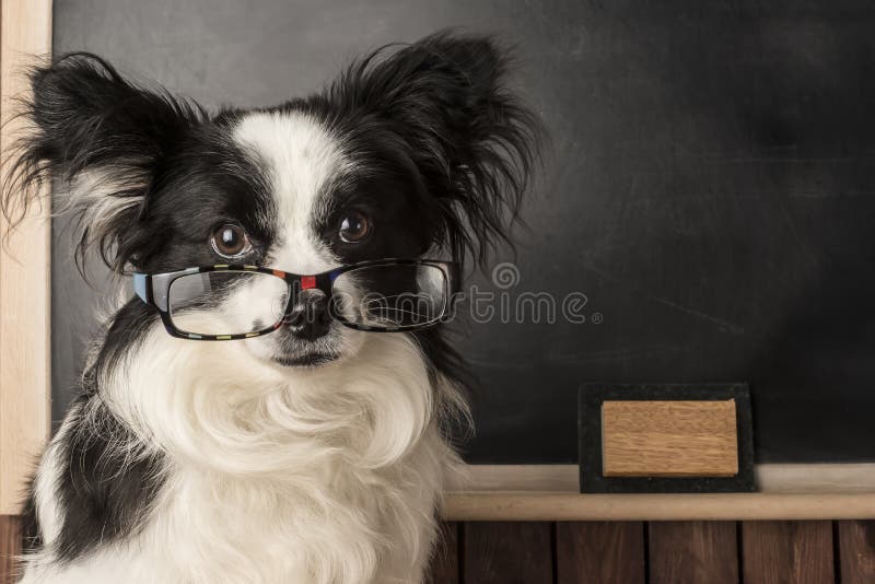 Dog As Teacher or Student Girl Thinking Vacation Stock Image - Image of ...