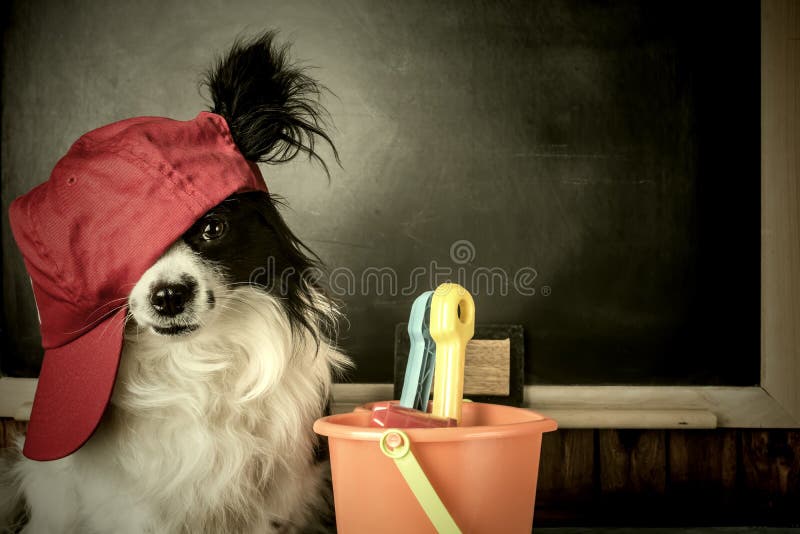 Dog As Teacher or Student Thinking Vacation Stock Image - Image of ...