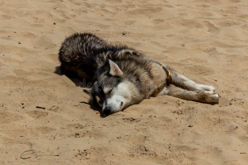 Dog asleep on the sand stock photo. Image of animal - 271072464