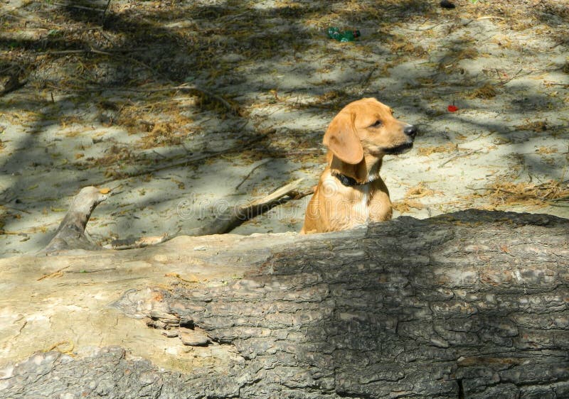 Dog Astra 5 stock image. Image of pets, astra, nature - 97762413