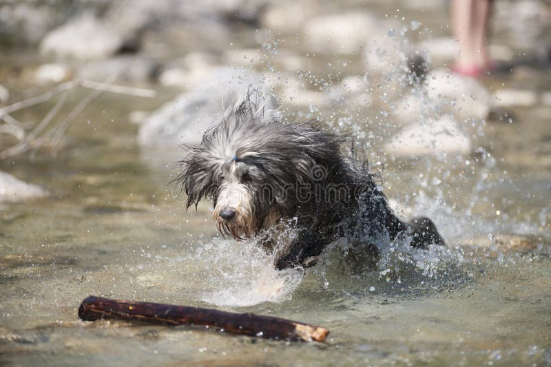 Dog attack stick in water stock photo. Image of activity - 82296548