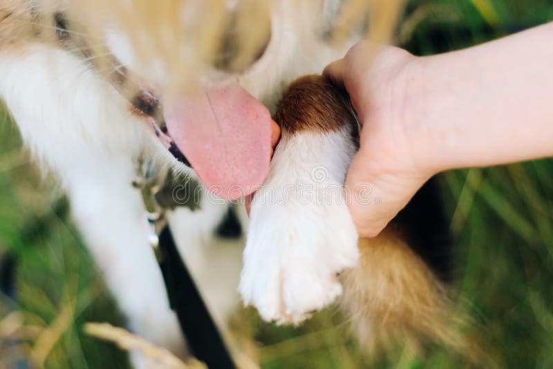 The Dog of the Aussie Australian Shepherd Gives a Paw, Obeys the ...