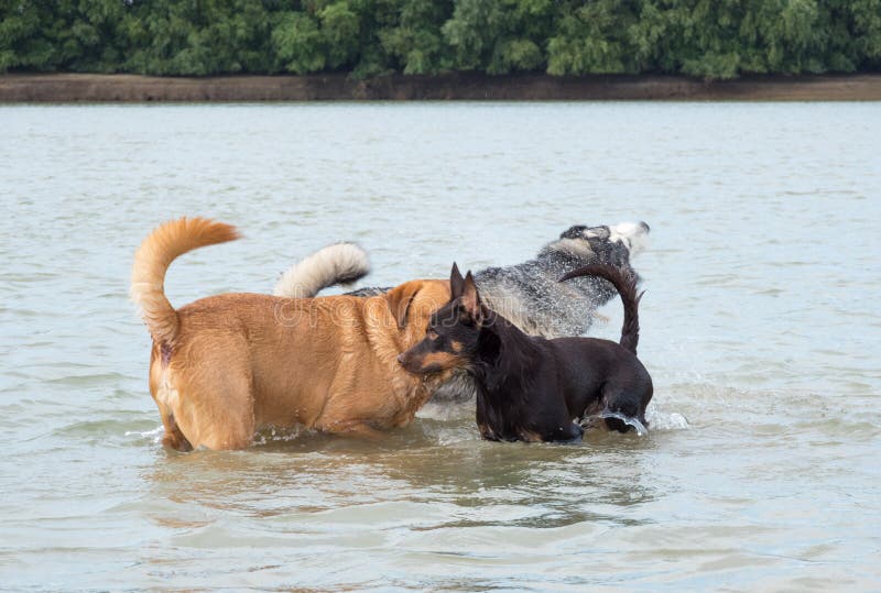 Australian Sand Monitor stock photo. Image of monitor - 243050710