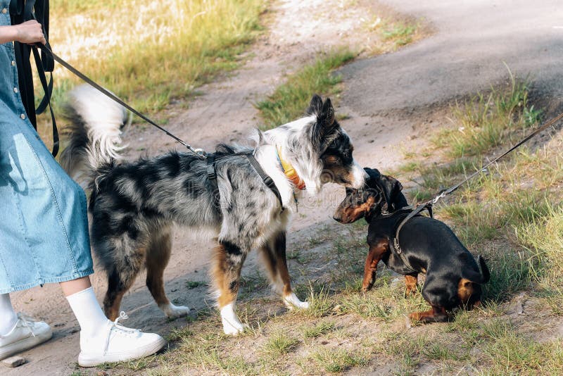 A Dog of the Australian Shepherd Breed Plays with a Dachshund. Stock ...
