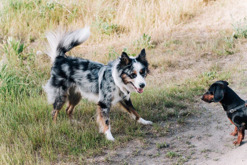 A Dog of the Australian Shepherd Breed Plays with a Dachshund. Stock ...