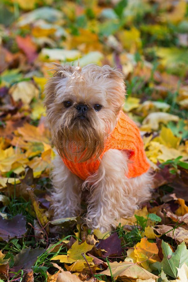 Autumn dachshund dog stock image. Image of autumn, dachshund - 16947335
