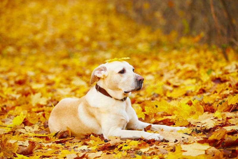Dog in autumn stock photo. Image of golden, cheerful - 46804090