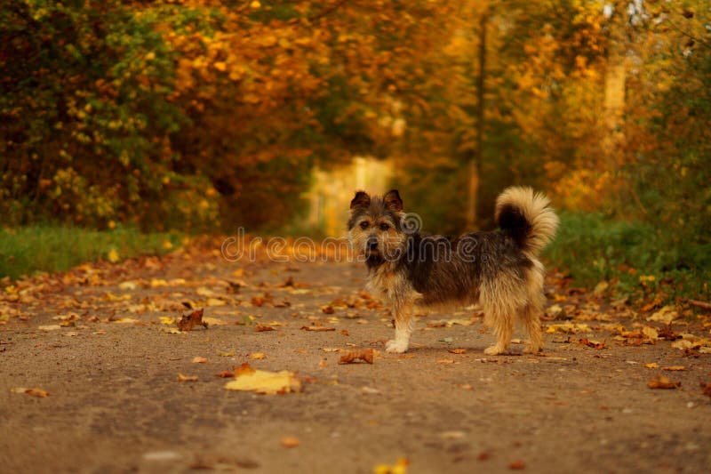 Dog in autumn scenery stock image. Image of tree, portrait - 79362987
