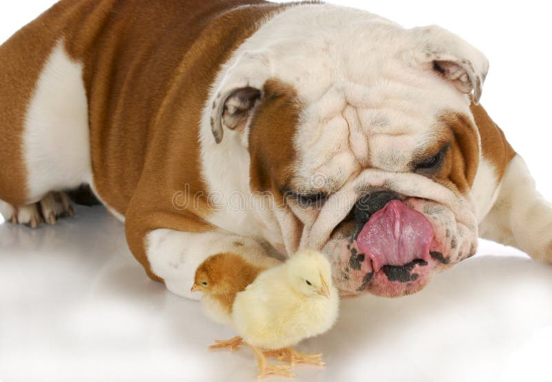Dog and baby chick stock photo. Image of chick, pair - 19321878