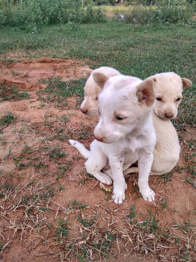 Dog baby stock photo. Image of baby, cute, 3dog, dogbaby - 148341500