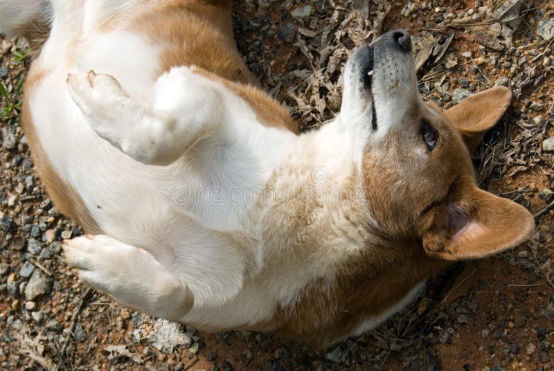 Dog on back stock photo. Image of loyal, companion, cuddly - 3466494