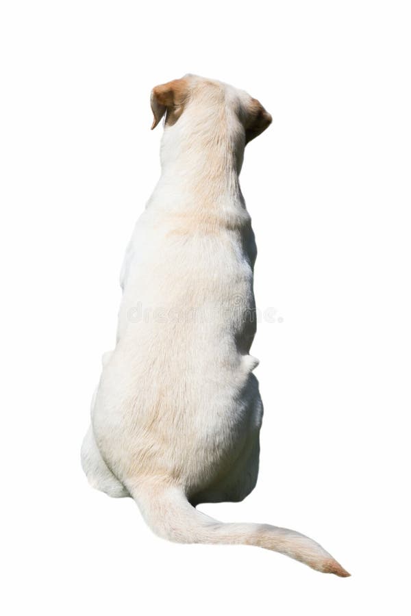 Dog back stock image. Image of retriever, background - 41188691