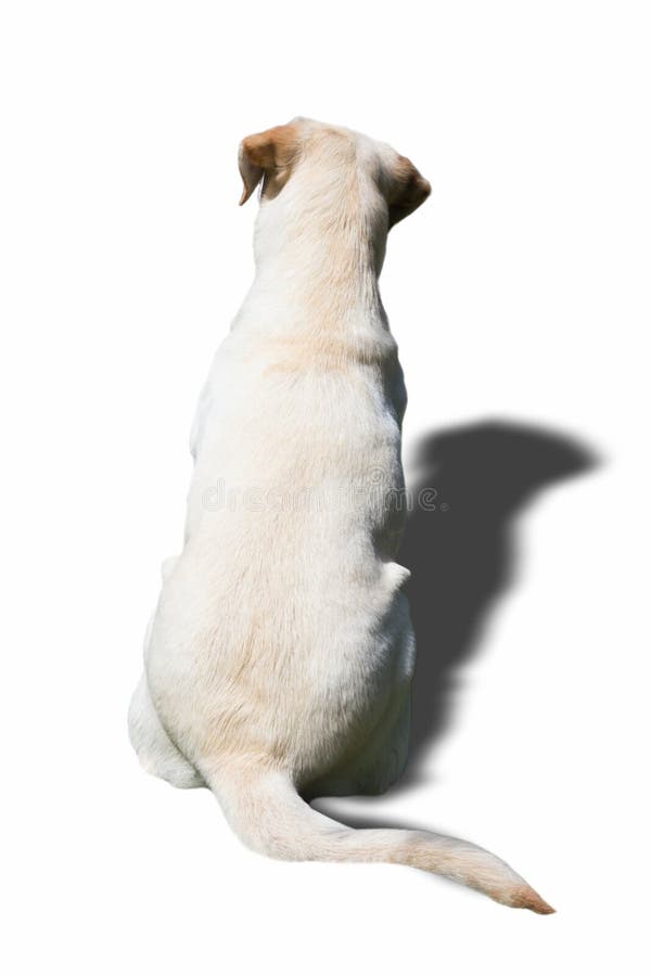 Dog back stock image. Image of domestic, creature, animal - 41188707