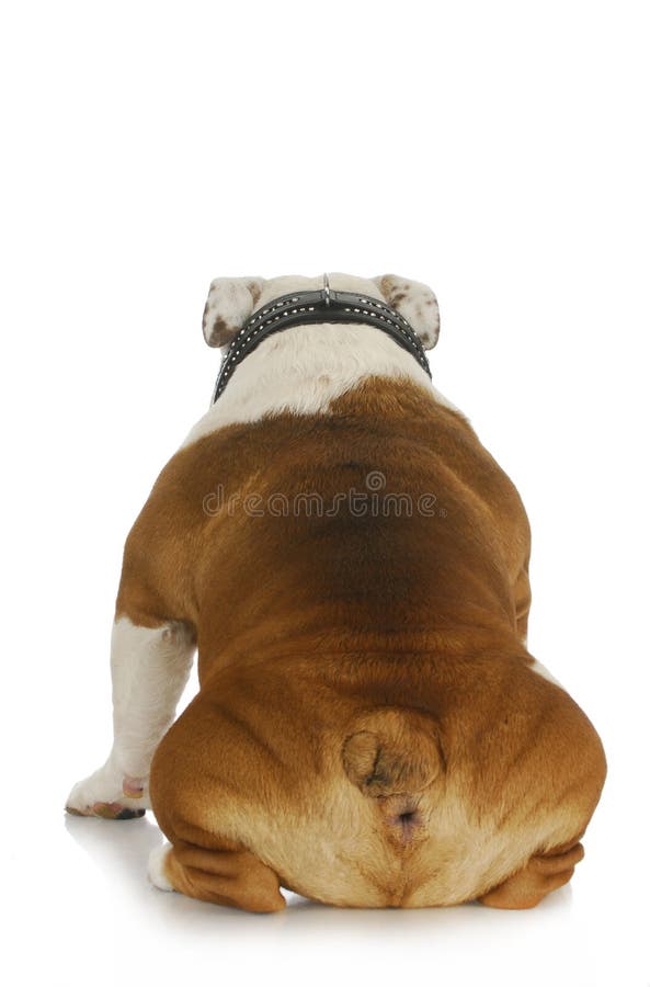 Dog with back to camera stock photo. Image of funny, animal - 26209254