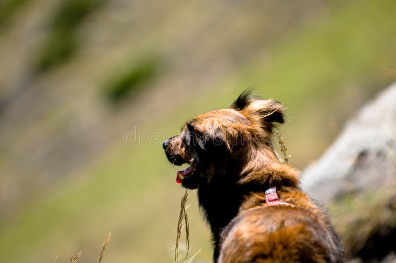 Dog Back View Stock Images - Download 3,331 Royalty Free Photos