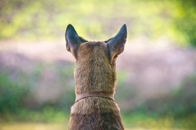 Dog stock photo. Image of purebred, attentive, cream - 57826822