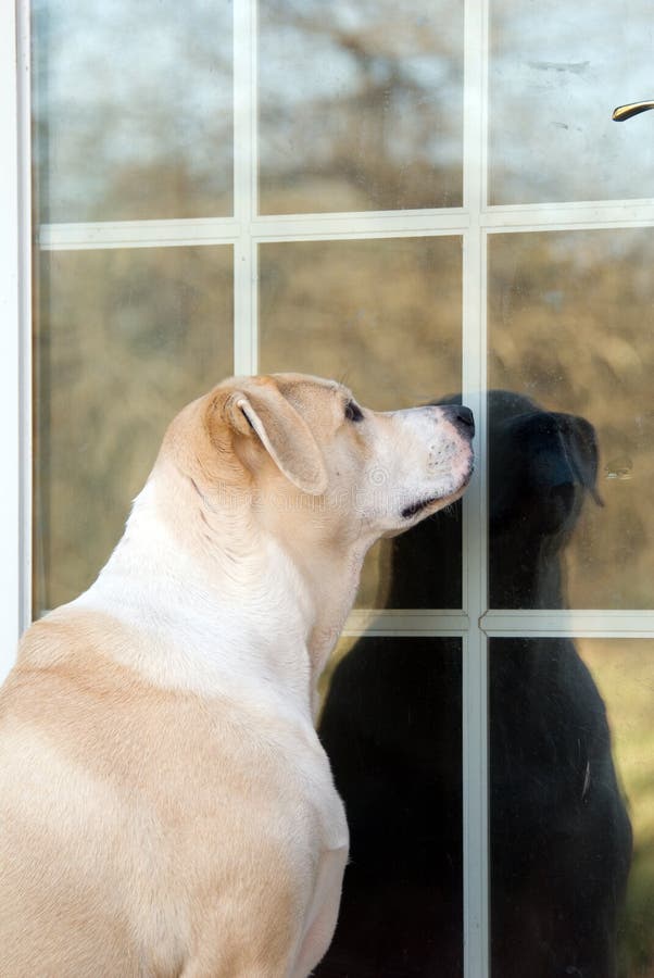 Yellow Labrador Dog Jumping in Water. Stock Photo - Image of lake ...