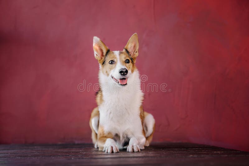 Dog on the Background of Burgundy Wall Stock Image - Image of brick ...