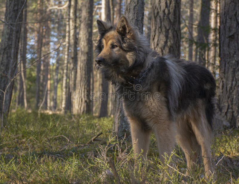 Dog on the Background of Pine Trees Stock Photo - Image of german, home ...