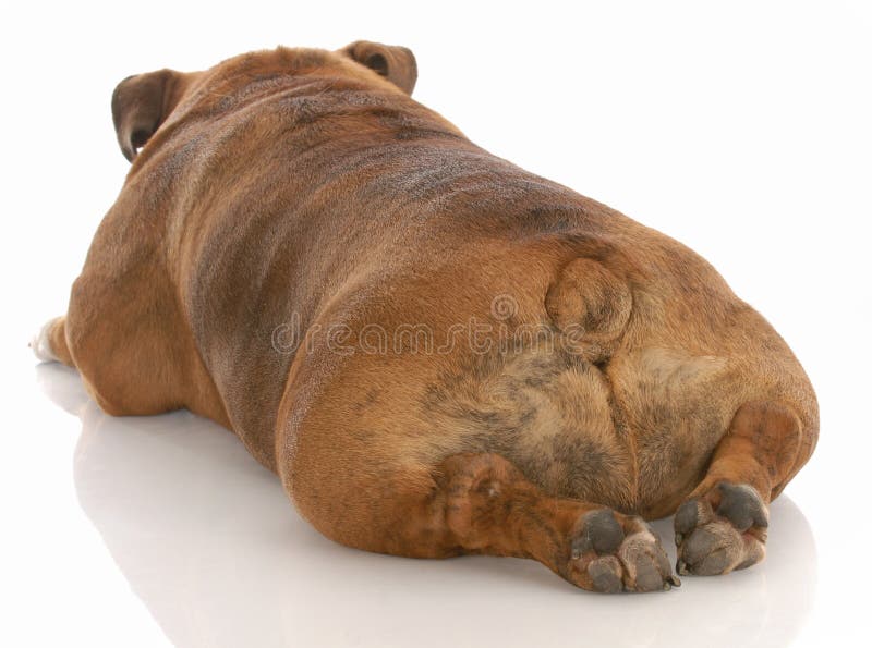 622 Dog Backside Stock Photos - Free & Royalty-Free Stock Photos from ...