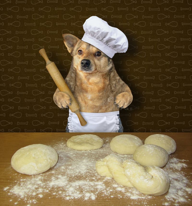 Dog baker cooking bread stock photo. Image of bread - 162126542