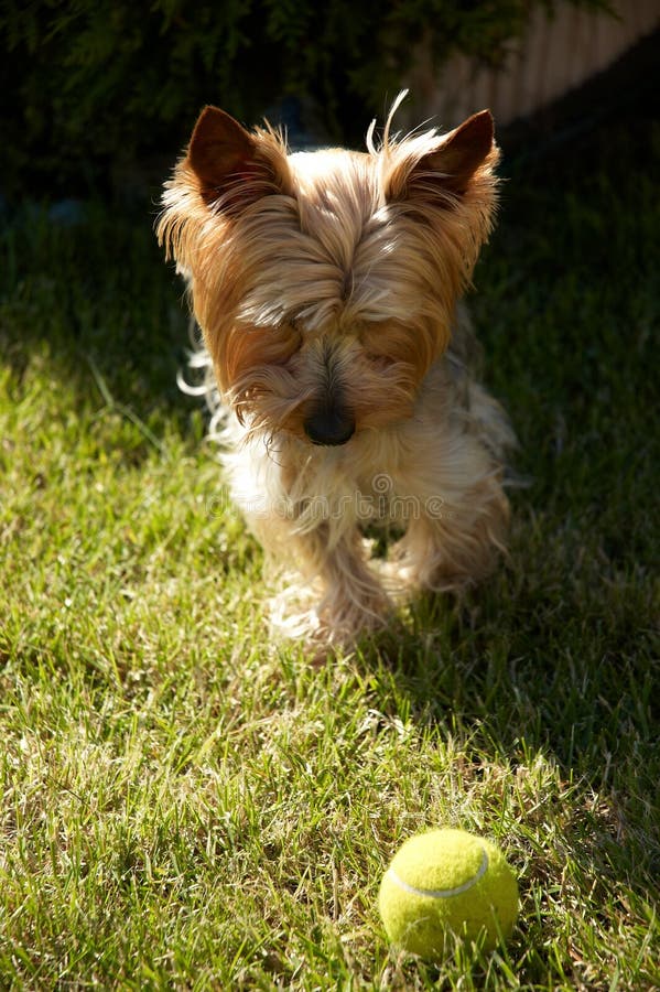 Dog with ball stock photo. Image of sport, hair, grass - 10424642
