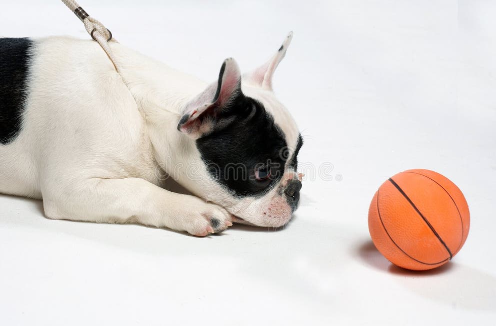 Dog with a ball stock image. Image of adorable, canine - 2178191
