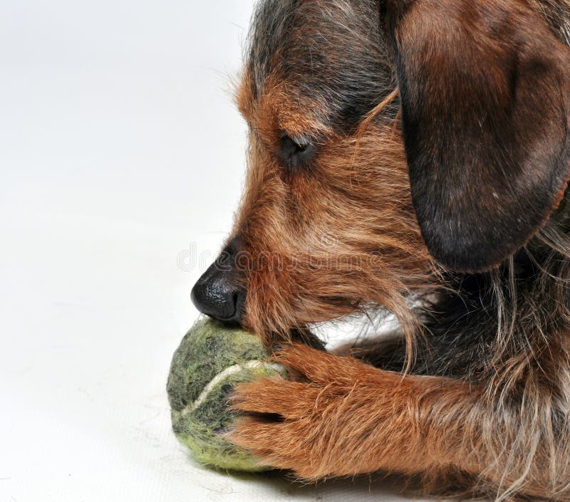 Dog with ball stock photo. Image of close, small, ball - 24159304