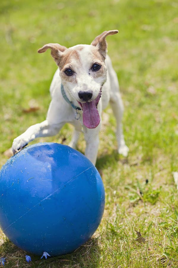 Dog with ball stock image. Image of terrier, pets, happy - 24409455