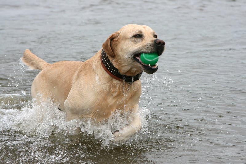 Dog with ball stock photo. Image of summer, freedom, beauty - 6822266
